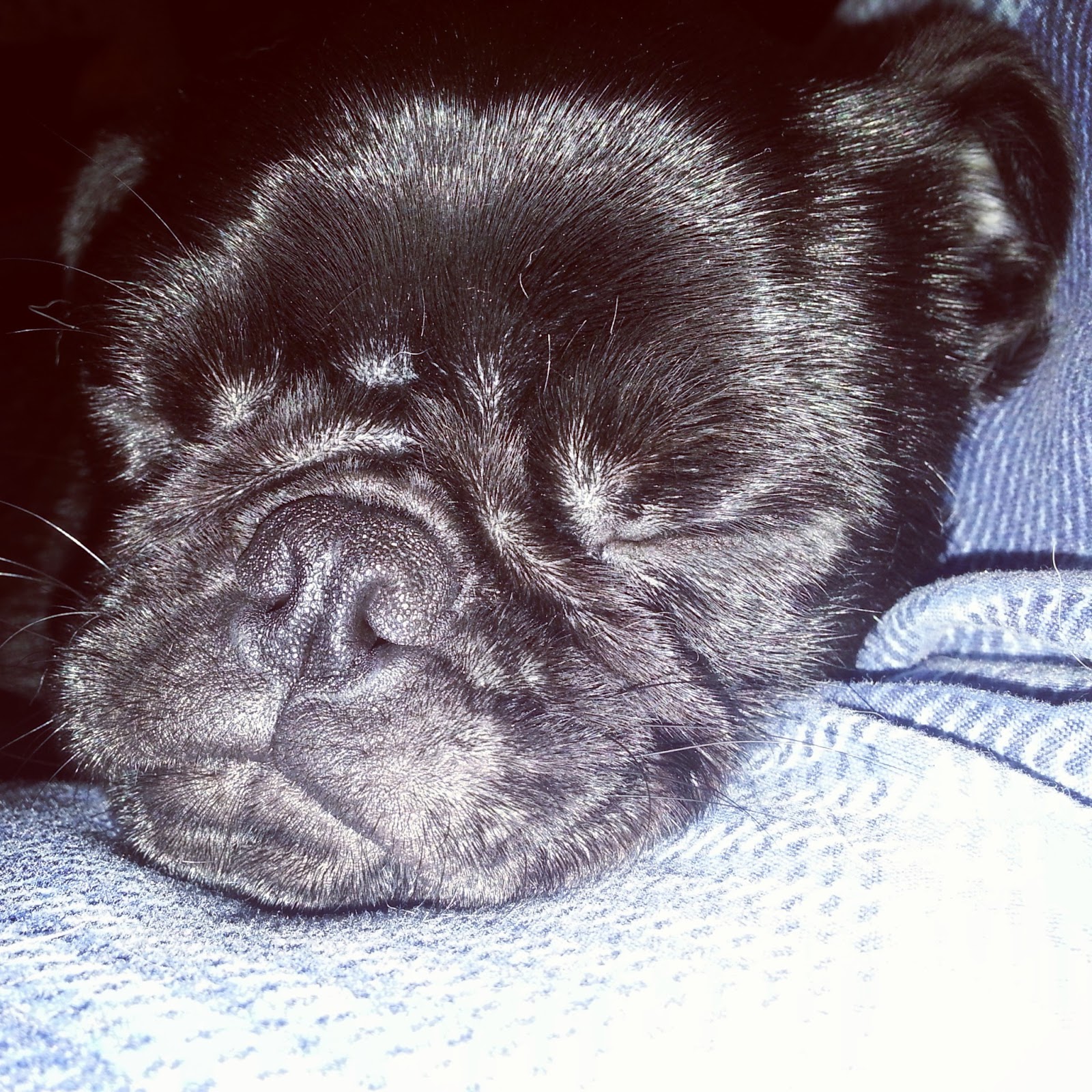 two spoiled pugs: I don't know nothin' 'bout birthin' babies