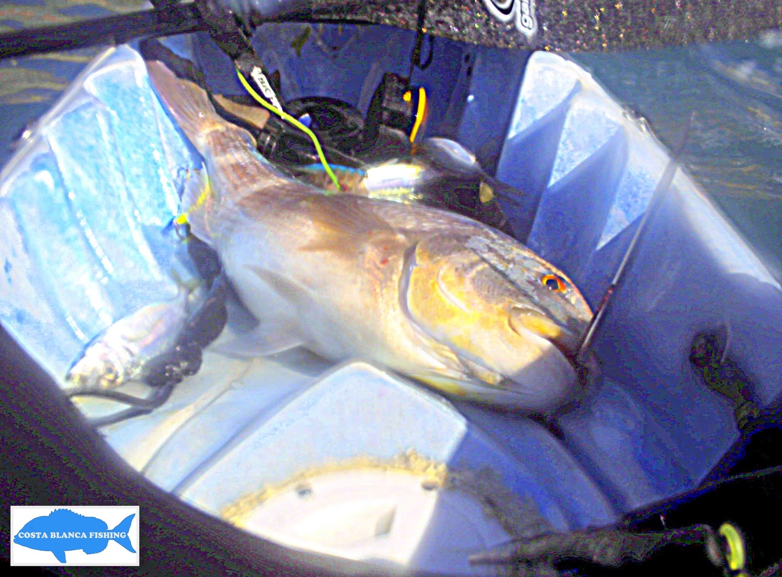 COSTA BLANCA FISHING .: LOS LUNES AL DENTÓN (RETOMANDO EL BLOG)