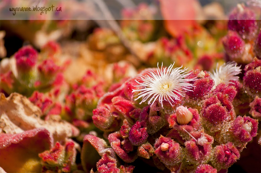 Wynn Anne's Meanderings: California: Flora