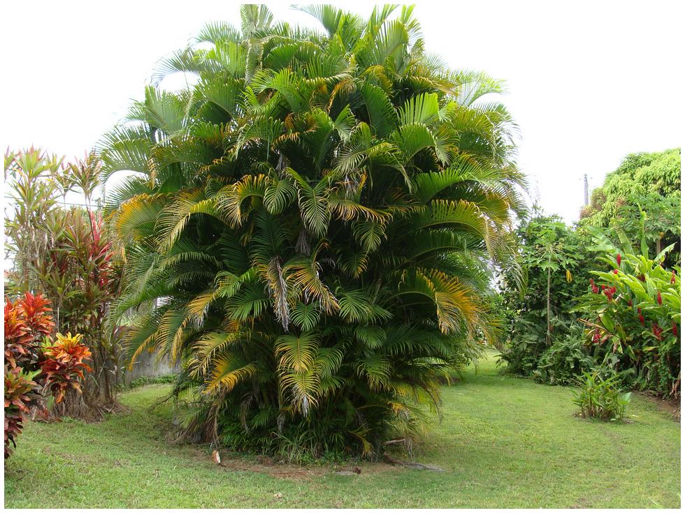 Palmier multipliant | Flore de l’île de la Réunion