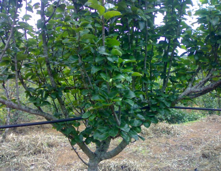 Fruits and Vegetable Cultivation: ඇපල් සහ පෙයාර්ස් ගස් පුහුණු කිරීම සහ ...