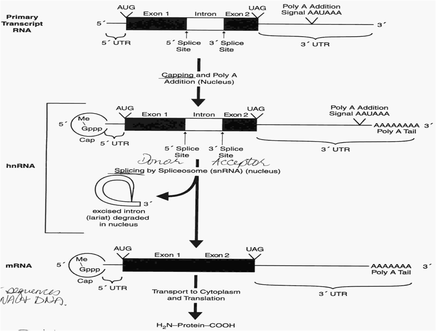 MBBS Medicine (Humanity First): TRANSCRIPTION & RNA PROCESSING