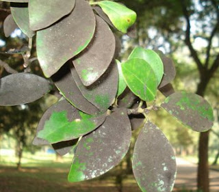 Fitopatologia: Ciência das doenças das plantas: Saiba mais sobre a Fumagina