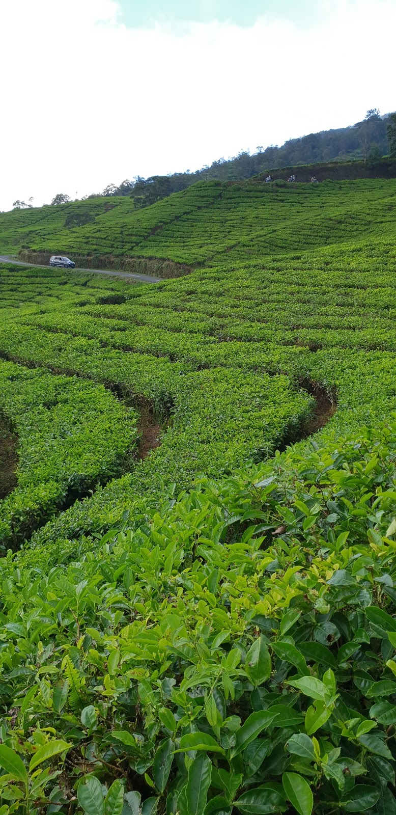 Jalan - Jalan Yuk! : Kebun Teh Gunung Dempo, Pagaralam - Make A ...