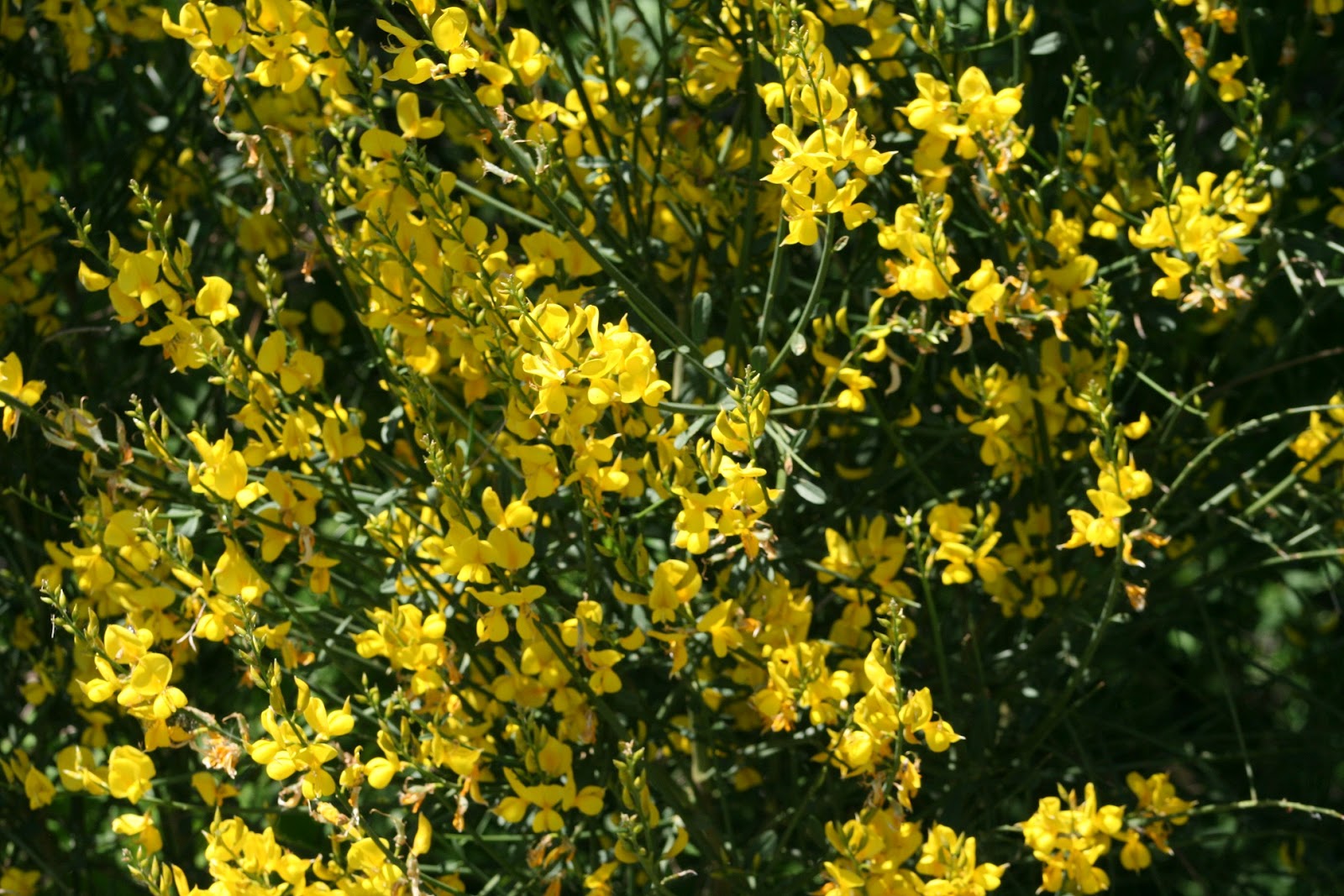 Brem - JungleKey.in Image