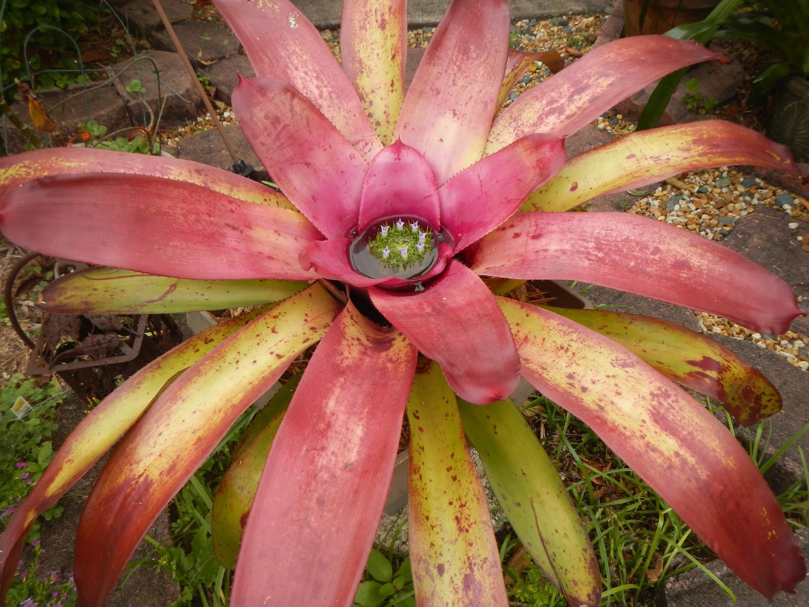 DragonFly Garden: Blooming Bromeliads