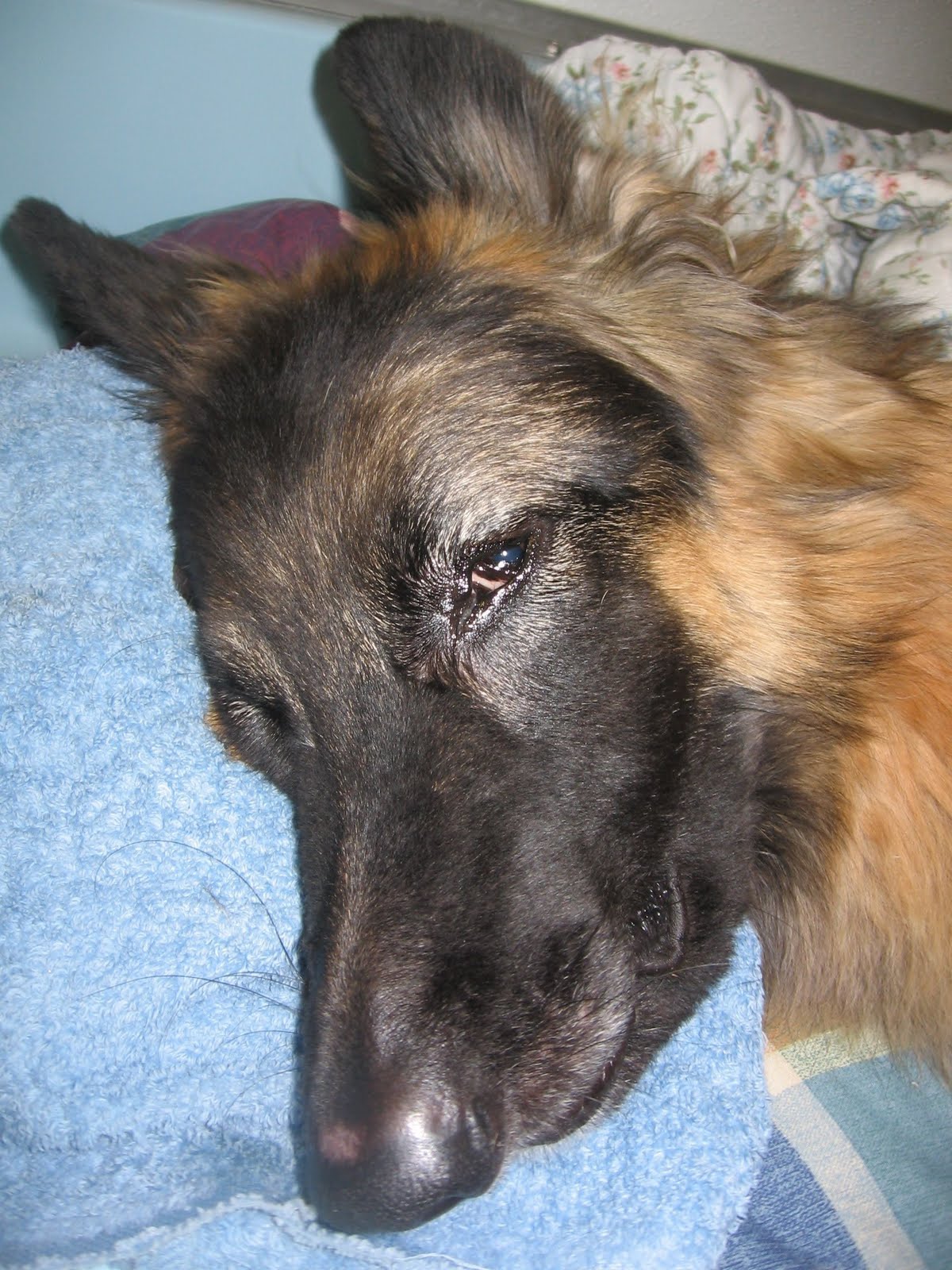 Dublin Animal Hospital: From Mystery to Miracle: Yeager's Journey