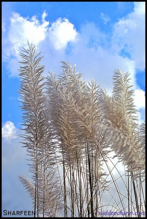 Beautiful kashful photo - Autumn Flower ~ Charming collection of Photos ...