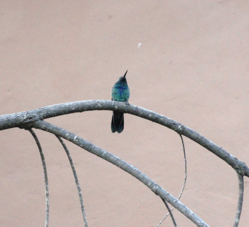 Muchas plumas: Algunos pájaros del Perú