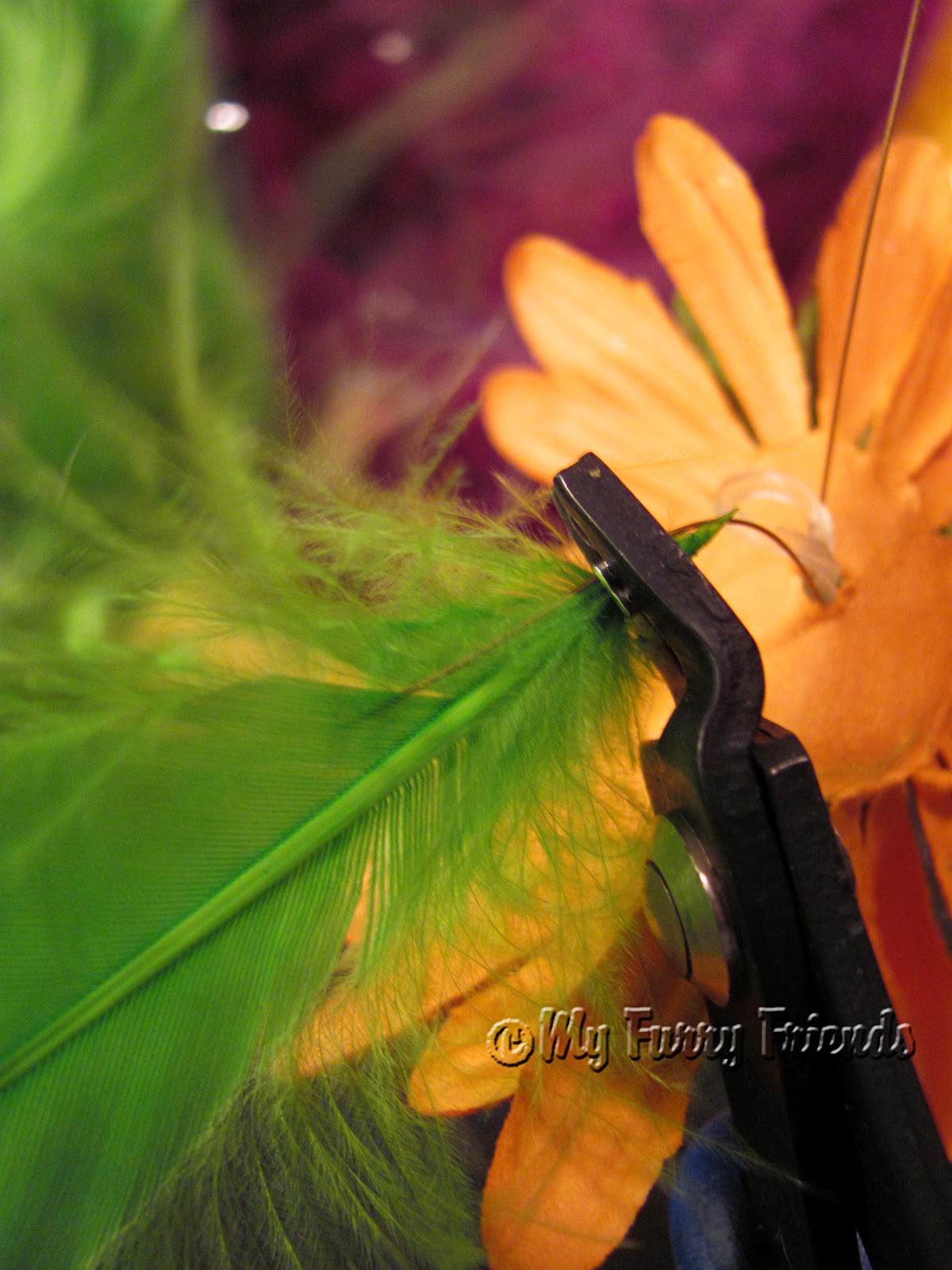 Pet Grooming: The Good, The Bad, & The Furry: Feathers, Feathers, Feathers