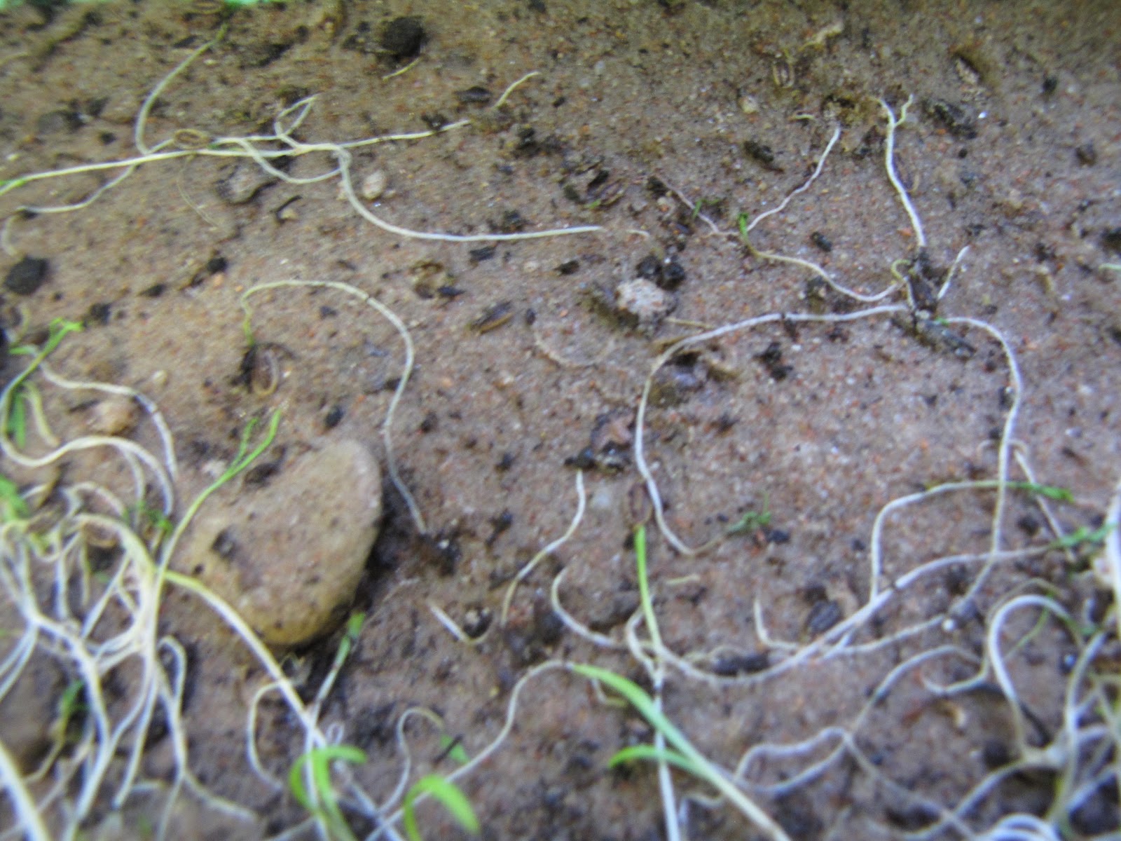 Lauka Põhikooli 3.klassi projekt "Muld kui kuld" 2015