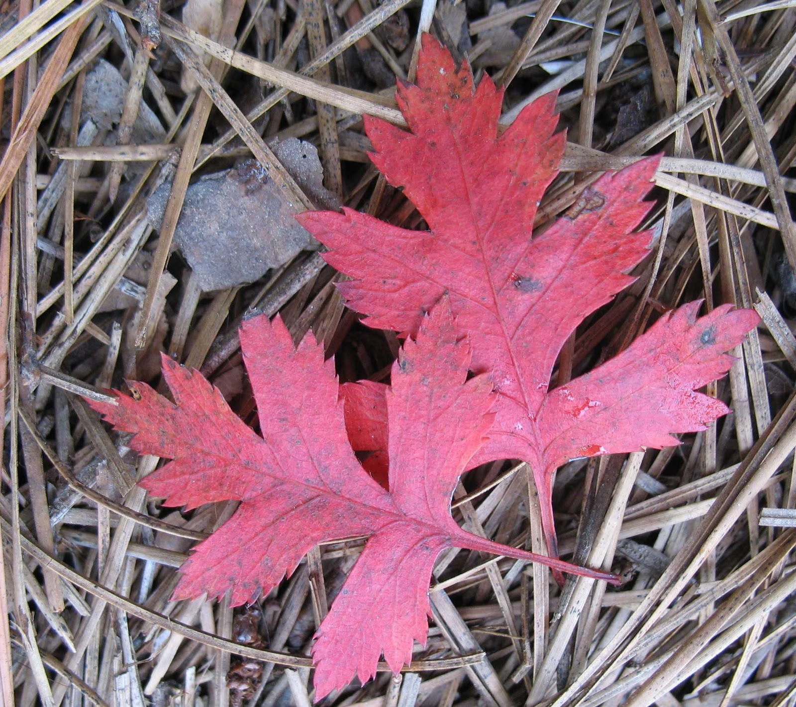 Using Georgia Native Plants Underused Native Trees using-georgia-native-plants-underused-native-trees