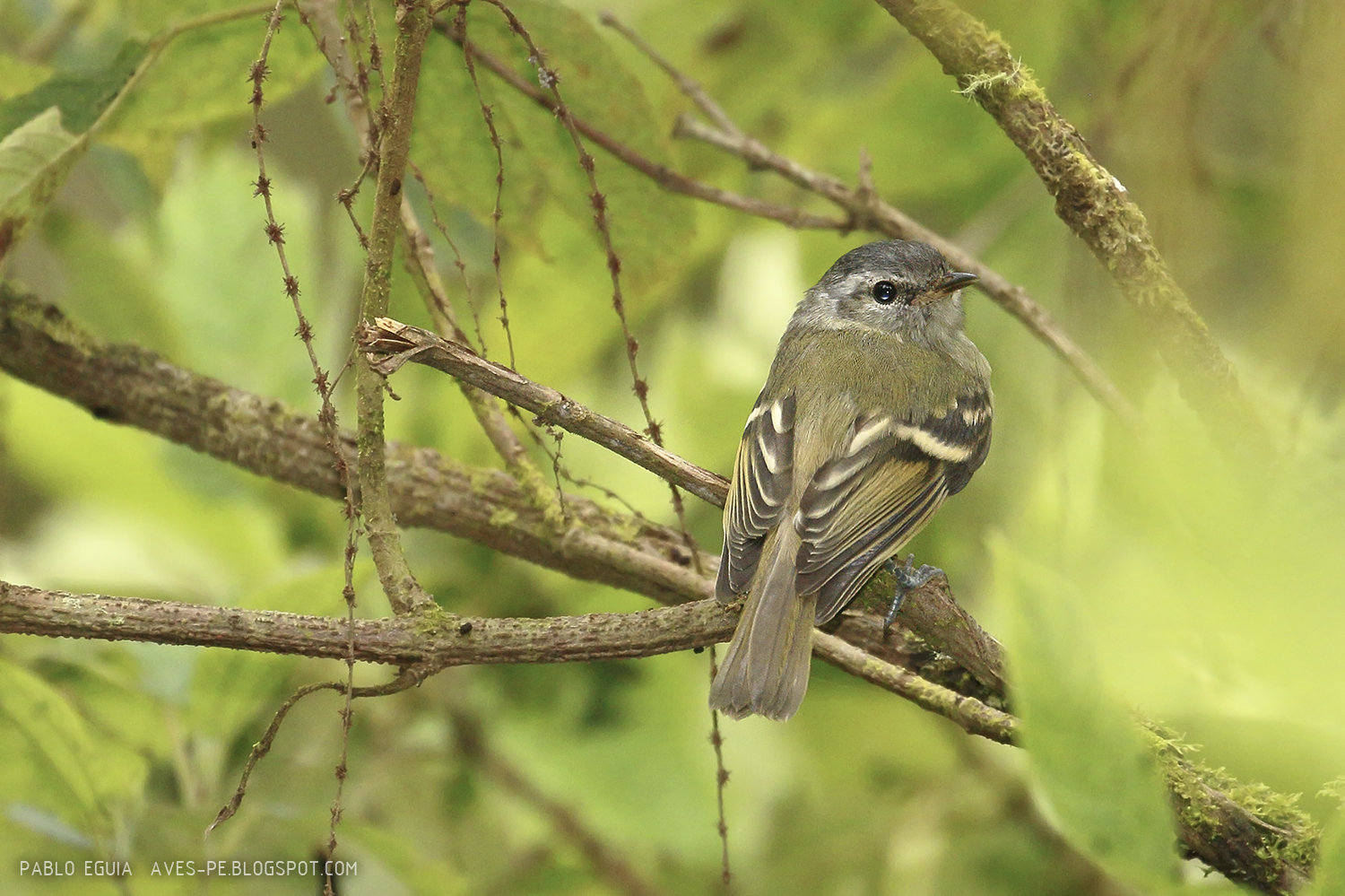 mis fotos de aves: Mecocerculus hellmayri Piojito de los Pinos Buff ...