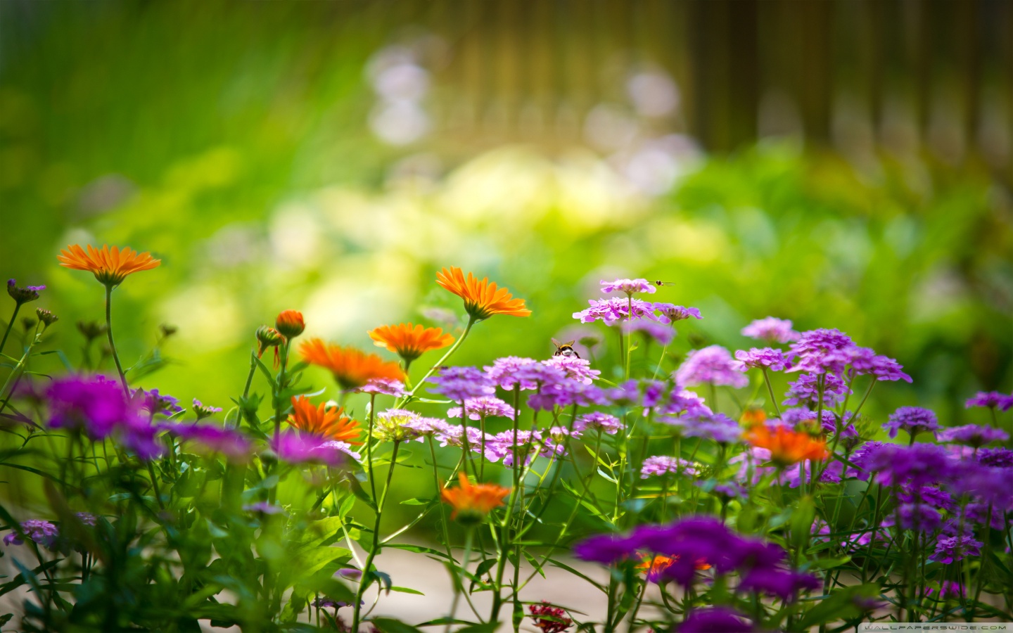 Best Pictures: Beautiful Flowres