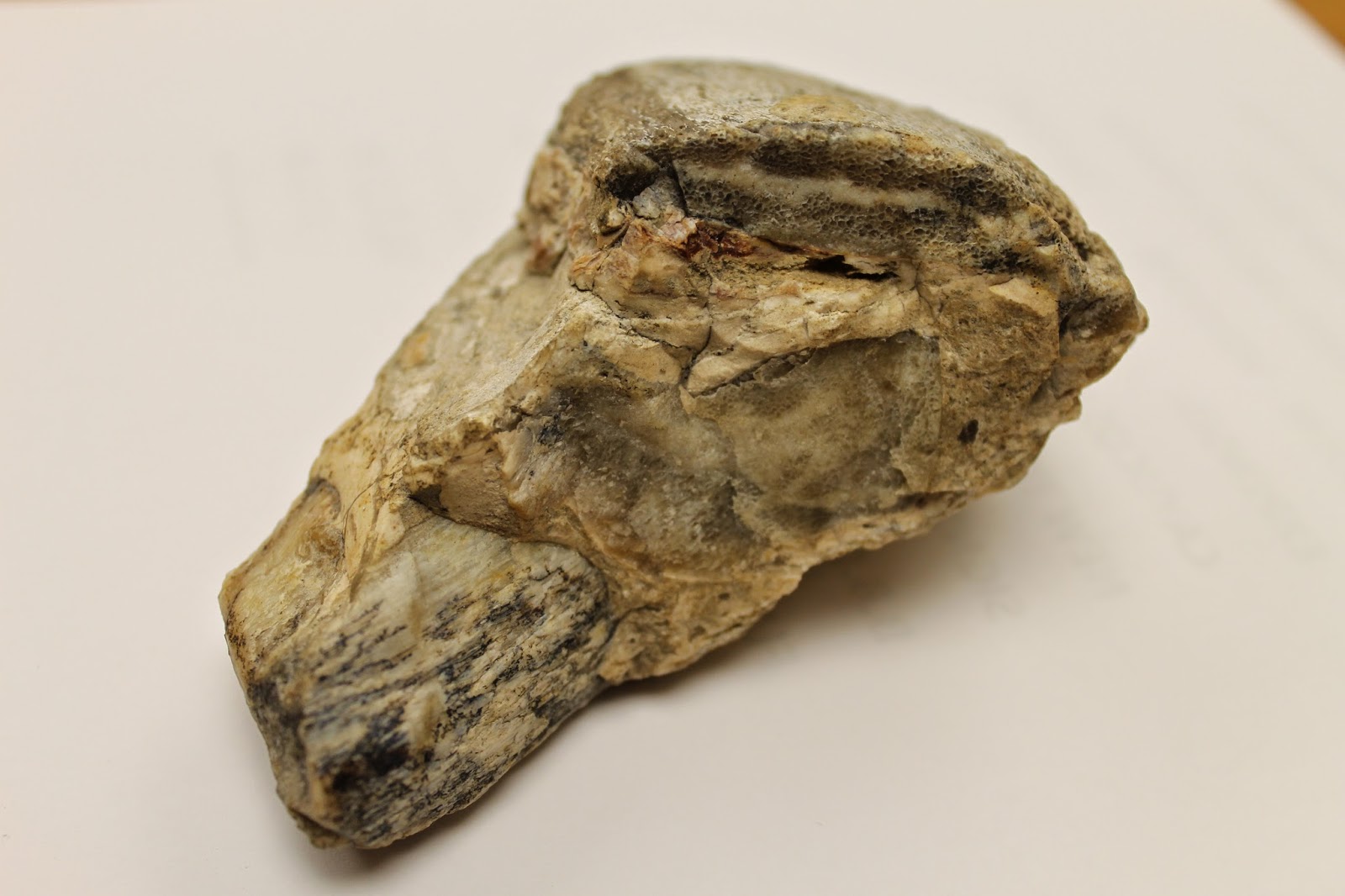 Eclectic Arcania: Picture of the Day - My Three-Bone Miocene Fossil Find