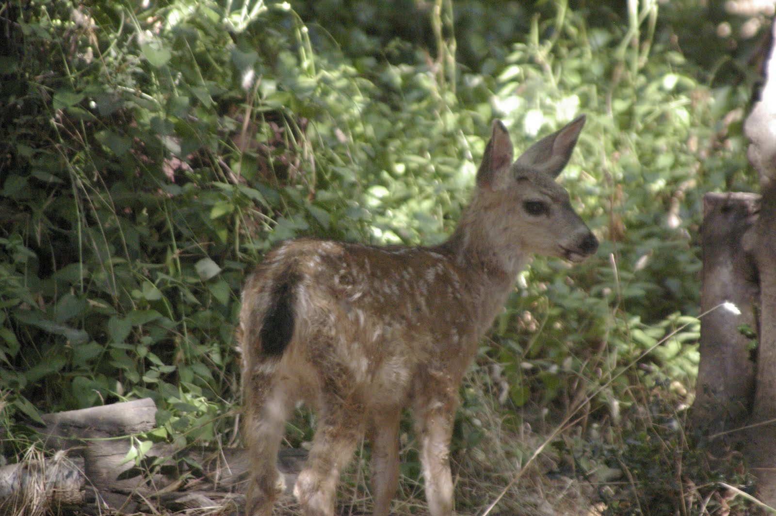 Out at Bob's: My Dear Deer Friends