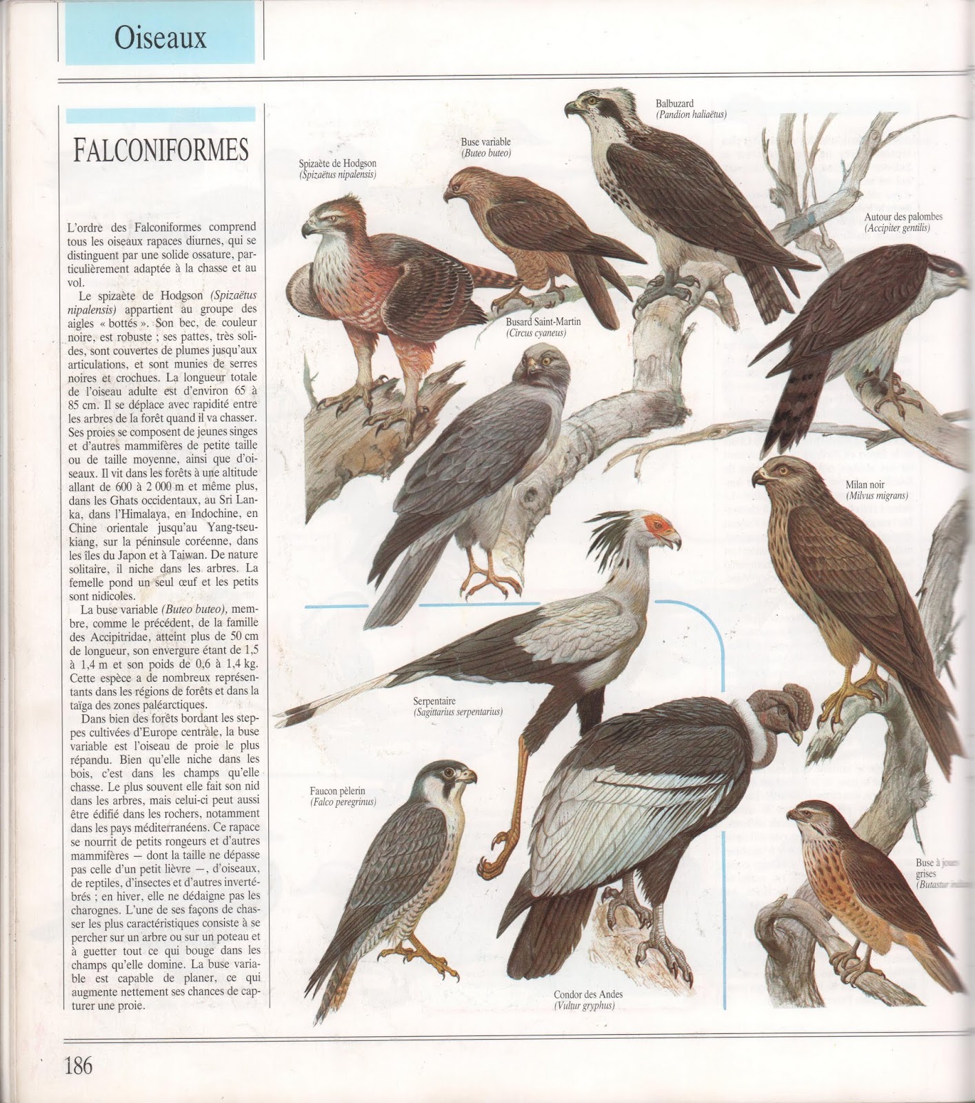 Leçons de choses: Oiseaux (Encyclopédie du monde animal)