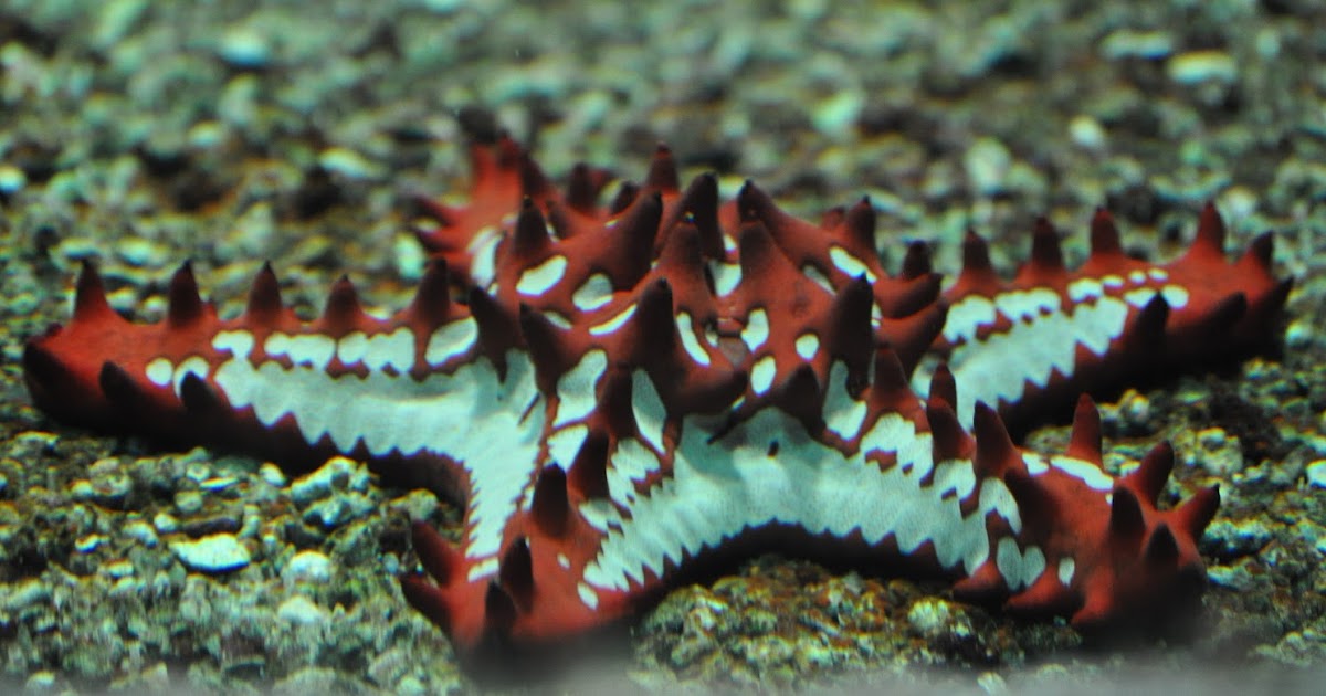ZOOTOGRAFIANDO (6.096 ANIMALS): ESTRELLA DE MAR DE PUNTAS ROJAS / RED ...