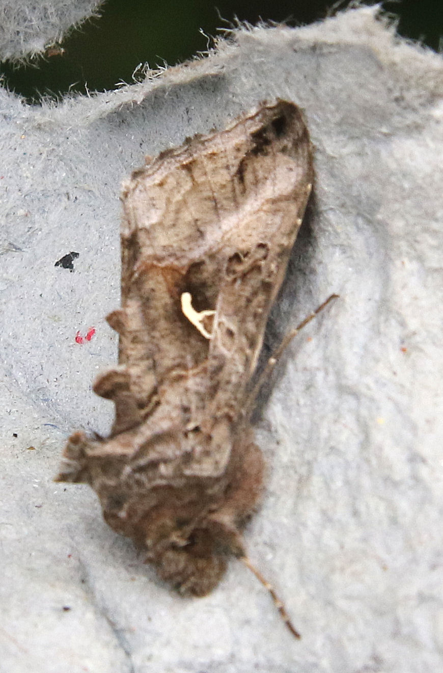 Birding with Flowers: June Moths