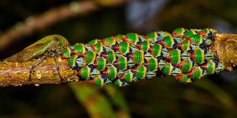 Here's a Bug That Gives Birth to Rainbows | Featured Creature