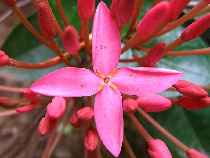 Jom Tanam Bunga: Ixora - Bunga Bermacam Nama