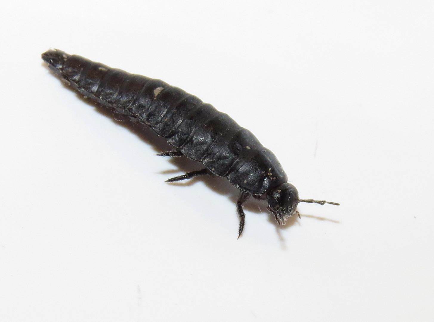 Bug Eric: A Carrion Beetle That Isn't?