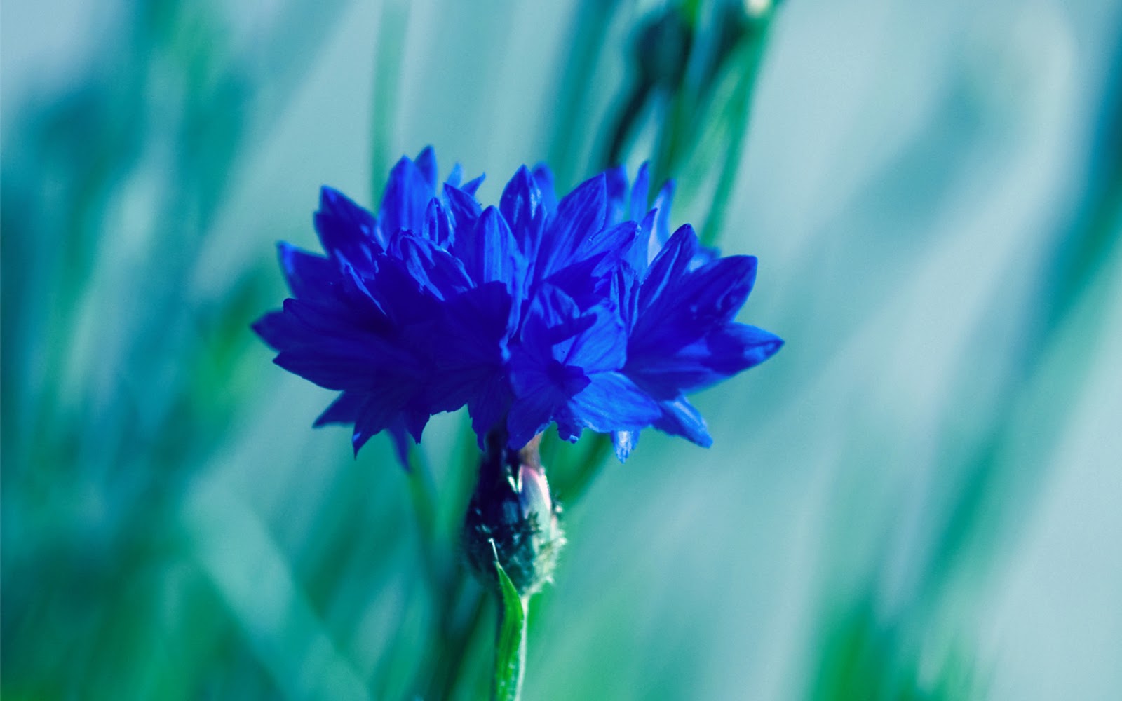 Blue cornflowers (10 pictures)|Pictures of flowers