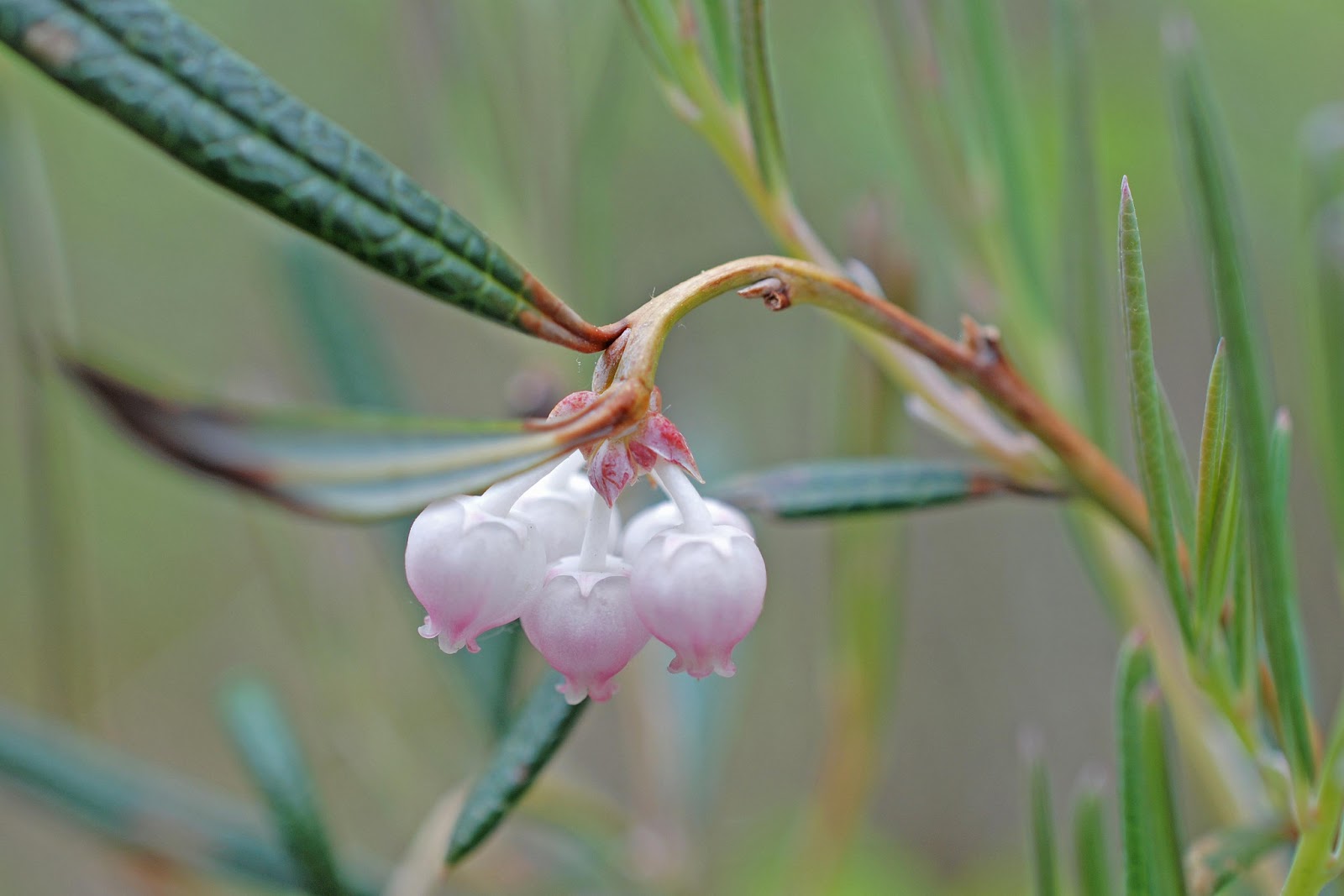 North Branch Nature Center: Wildflower Wednesday #6