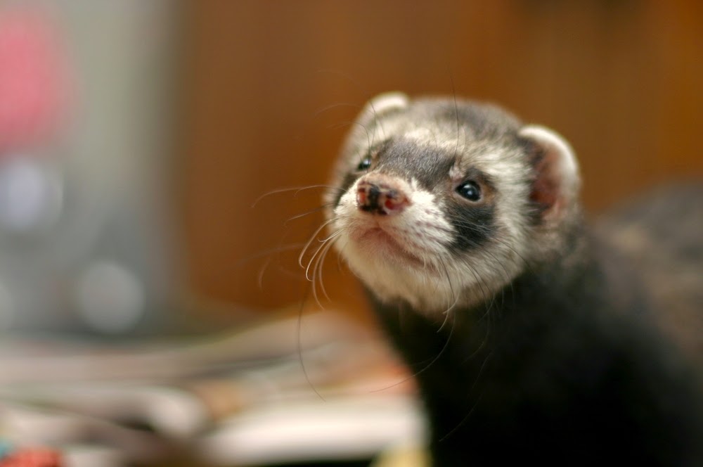 All Animals: African Polecat,Profile,Latest News,Photos