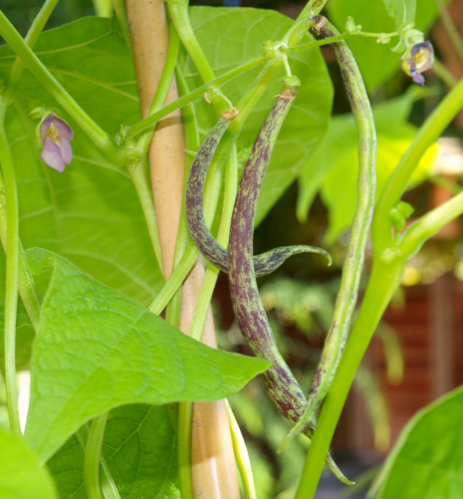 Harvesting beans now! | Self-Sufficiency | Before It's News