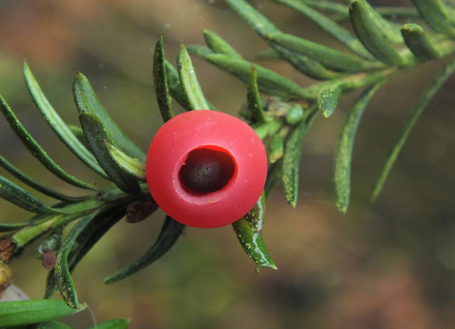 RÍA DE LA VILLA: El fruto del Tejo