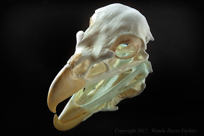 From Under the Willow: Bald Eagle Skull