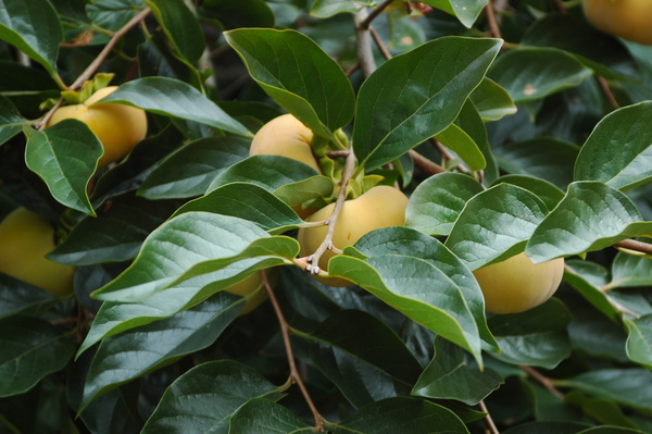 Fruit Warehouse: American Persimmon ( Diospyros virginiana )