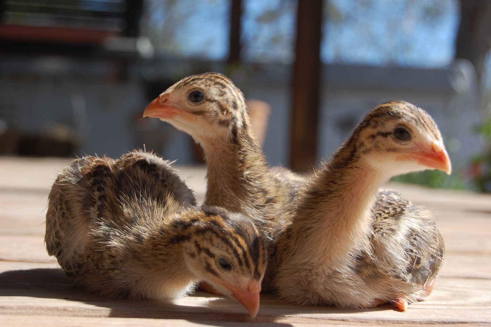 Thrifty Farmer's Wife: Babies on the Farm