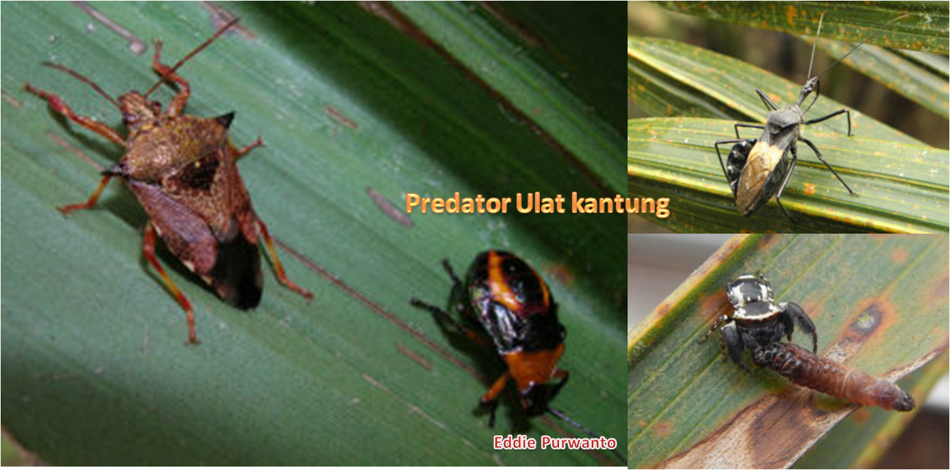 Membangun Perkebunan Kelapa Sawit: Ulat Kantong Mahasena Corbetti