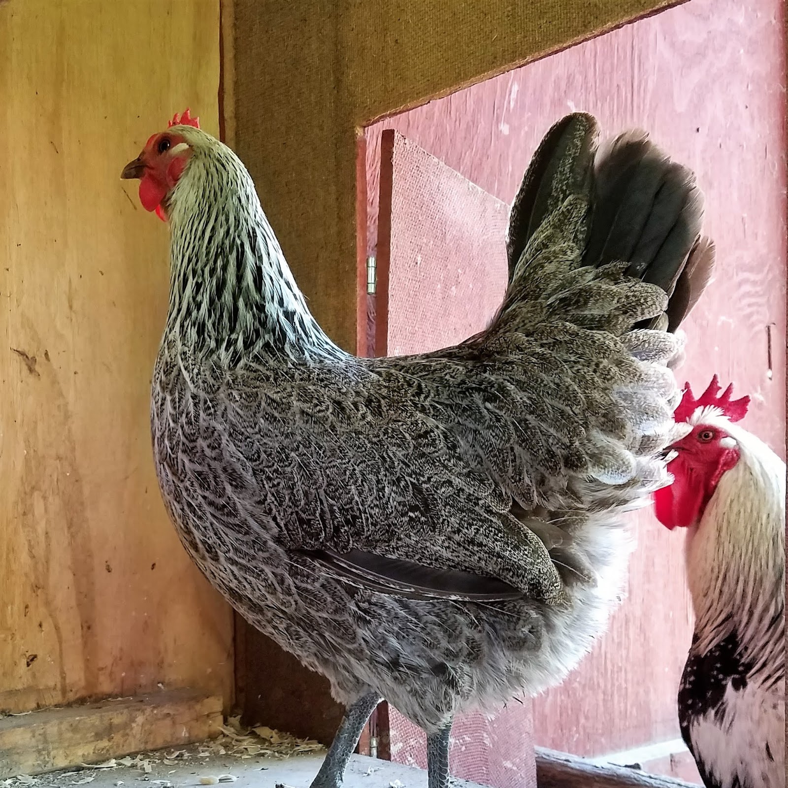 Iowa Blue Pullets