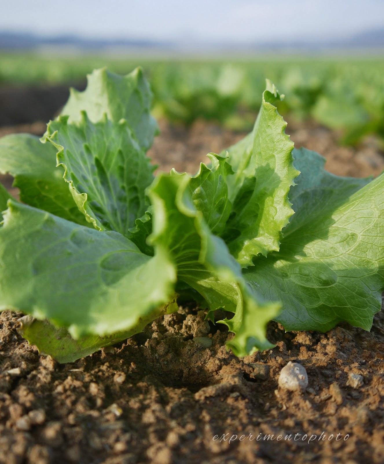 MACRO: lechuga.