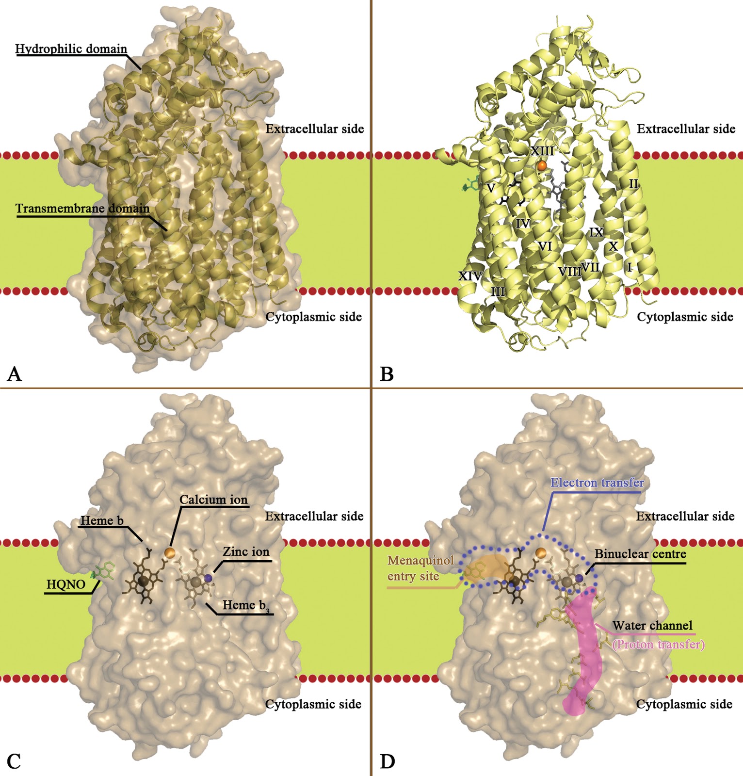 Crystal Structure of Quinol-dependent Nitric Oxide Reductase (qNOR ...