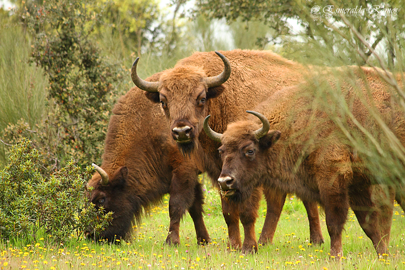 Naturaleza y fotografía: Bisontes