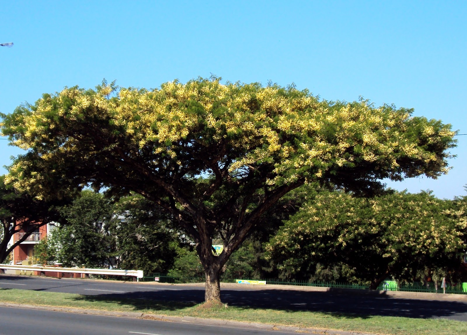 Thabiso: Paperbark Thorn (Acacia sieberiana) Bryanston, November 29 2012