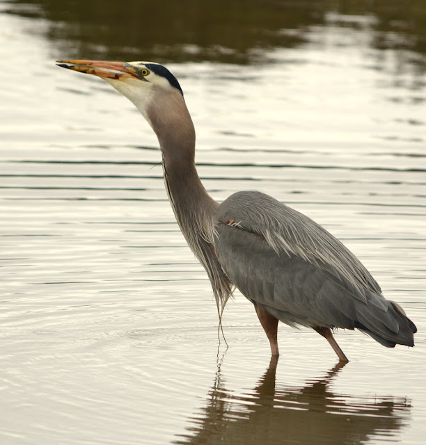 Woods Walks and Wildlife: Grebes, Herons, and More at the Marsh