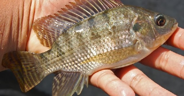 Tahapan Pendederan Ikan Nila dari Awal Hingga Panen