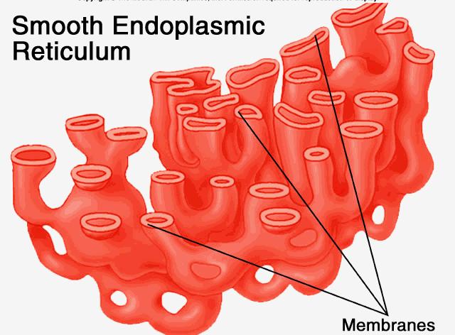 CSIR LIFE SCIENCE PREPARATION: The Endoplasmic Reticulum