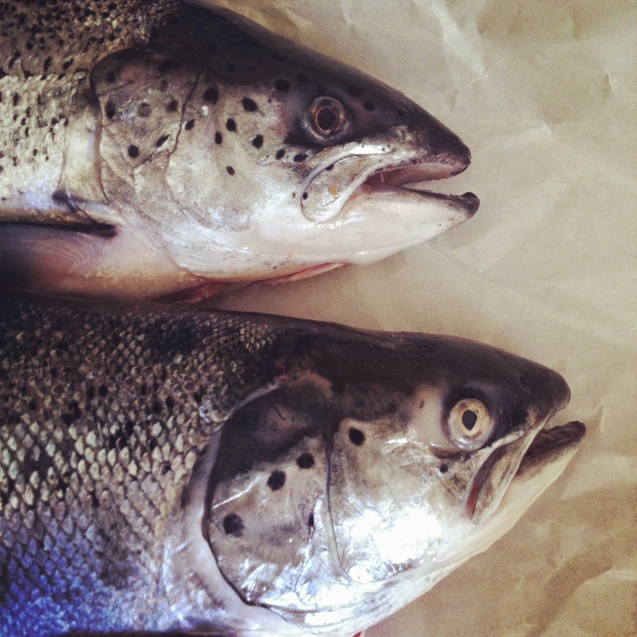 Un chat grimpeur, une virée shopping et du poisson