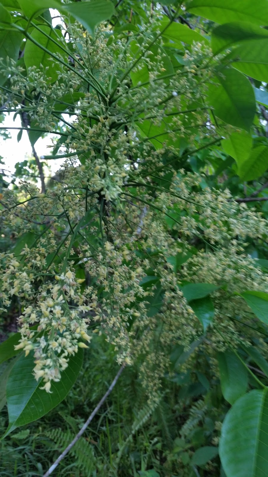 Warisan Petani: WW 78 : Bunga Pokok Getah