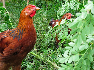 Try. Trip. Rinse. Repeat.: Food pumps.