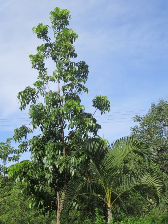 Trees of Nanmangalam Forest (Kanchipuram - Tamil Nadu) | My Travelogue ...