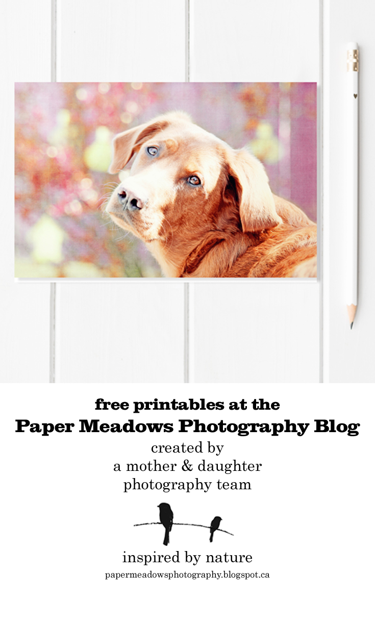 Paper Meadows Photography: She has such a sweet face. Free printable ...