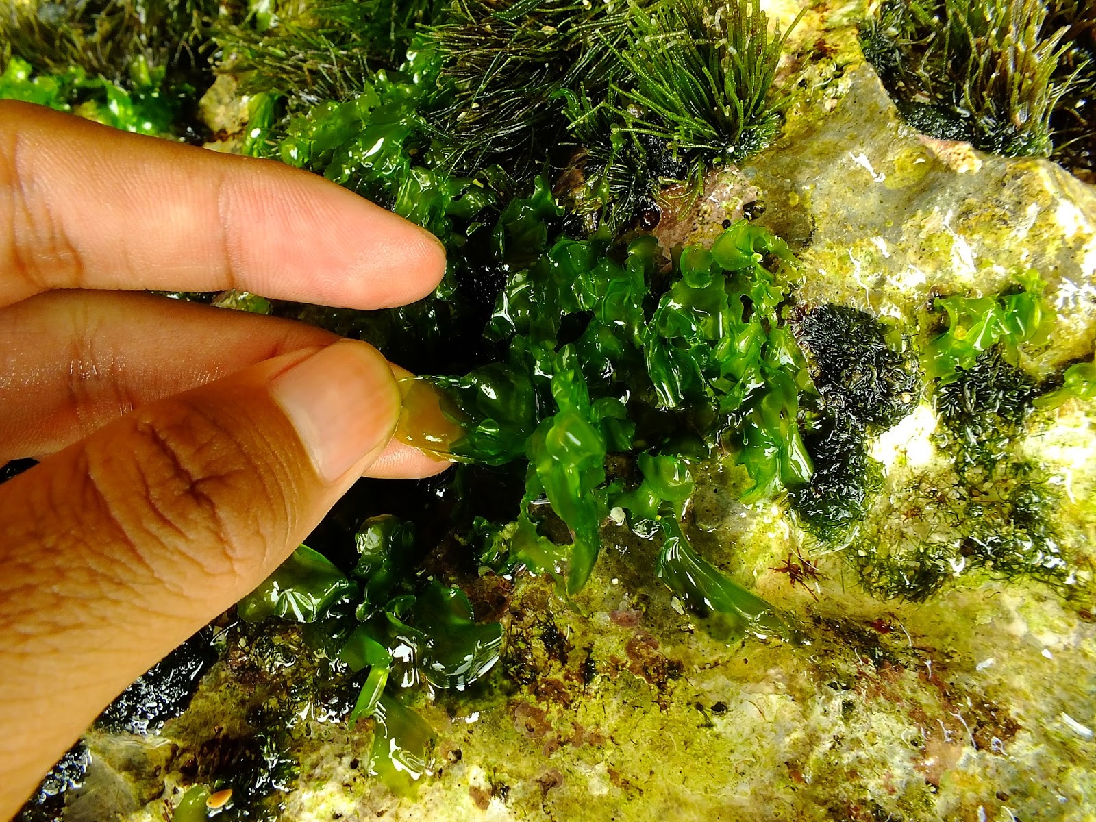 Jejak Hidupku: Ulva sp: Si Mungil Penghuni Pantai Gunung Kidul