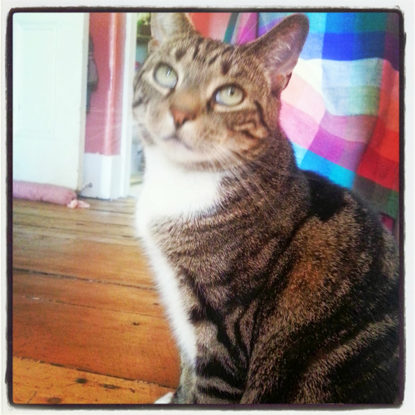 Simply Franee: Squinkle Twinkle Cat